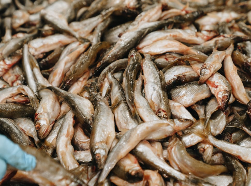 Our Products – FishMart